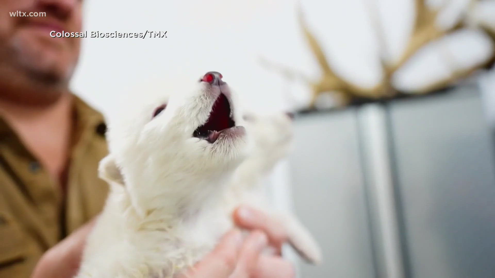 Research company brings the dire wolf back to life after 12,000 years