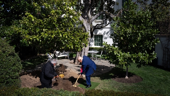 Shovel in hand, Donald Trump plants replacement for 200-year-old White ...