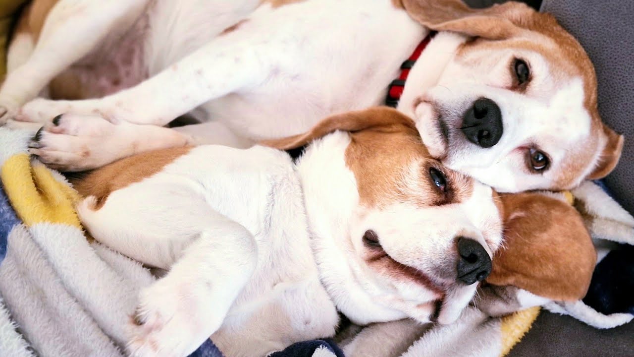 Beagle Charlie's Sweet and Kissy Welcome Home After a Vet Visit