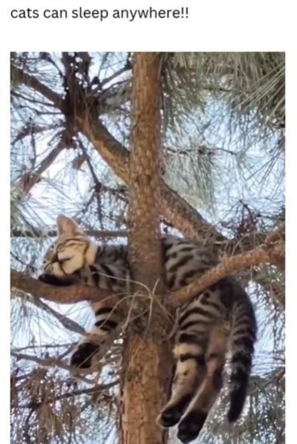 40 Funny Cat Memes That Are Basically Catnip For Your Brain