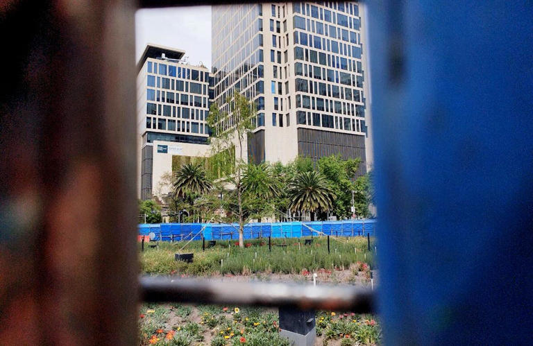 Clara Brugada prevé retirar vallas del Ahuehuete de Reforma: “está en ...