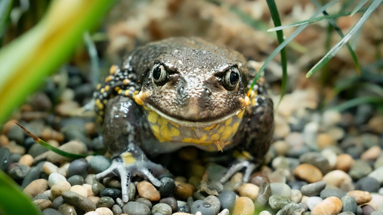Hope spawns at Melbourne Zoo for endangered Gippsland frogs