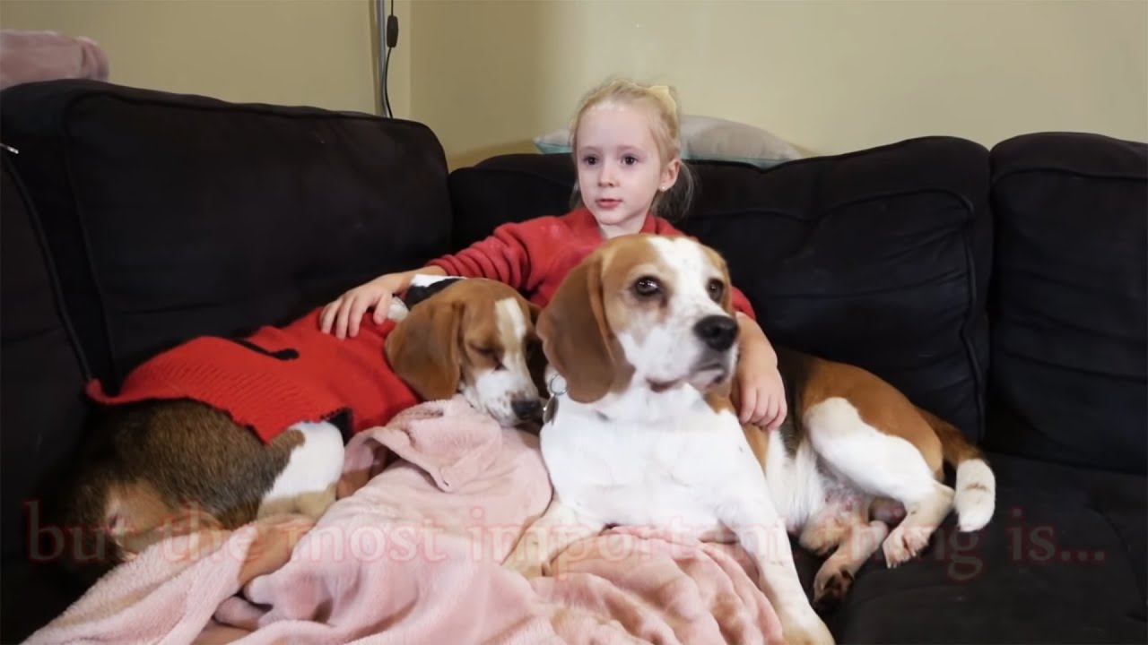 Ideas for what you can give your dogs for Christmas