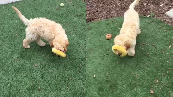 Donut Toy Blocks Pup’s Vision—Cute Chaos Ensues