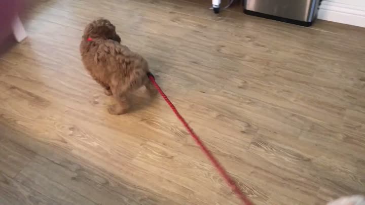 Adorable Puppy Fearlessly Tries to Walk Giant Dog