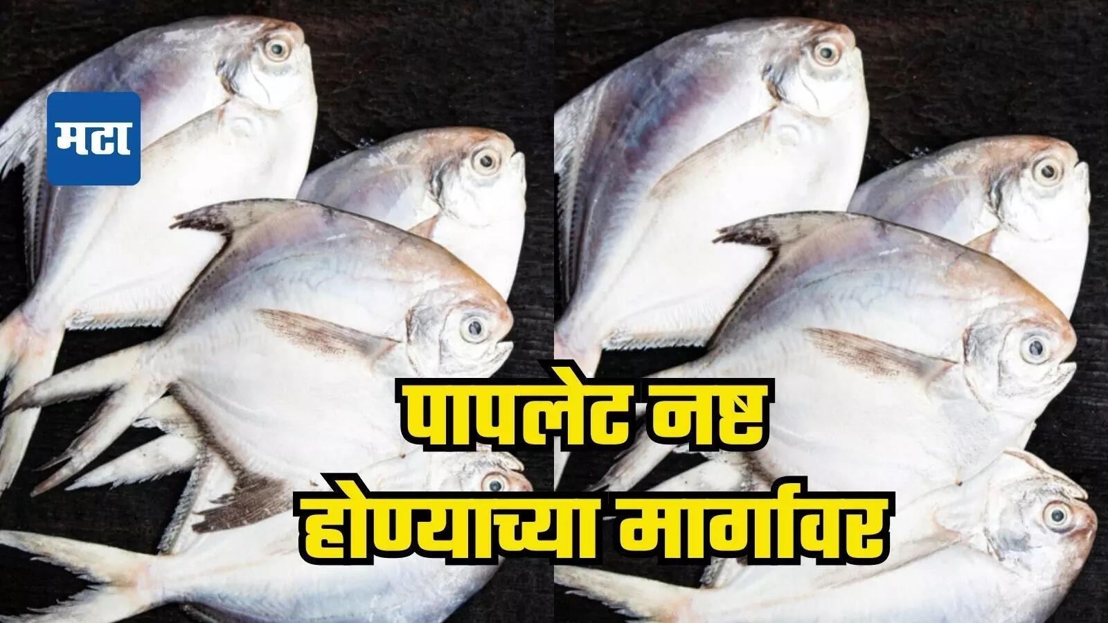 Paplet Fish : पापलेट मासा नष्ट होण्यच्या मार्गावर, पर्ससीन नेटमुळे ...