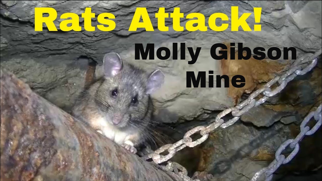 Rats Attack! Exploring the Molly Gibson & Burnt Basin Mines!