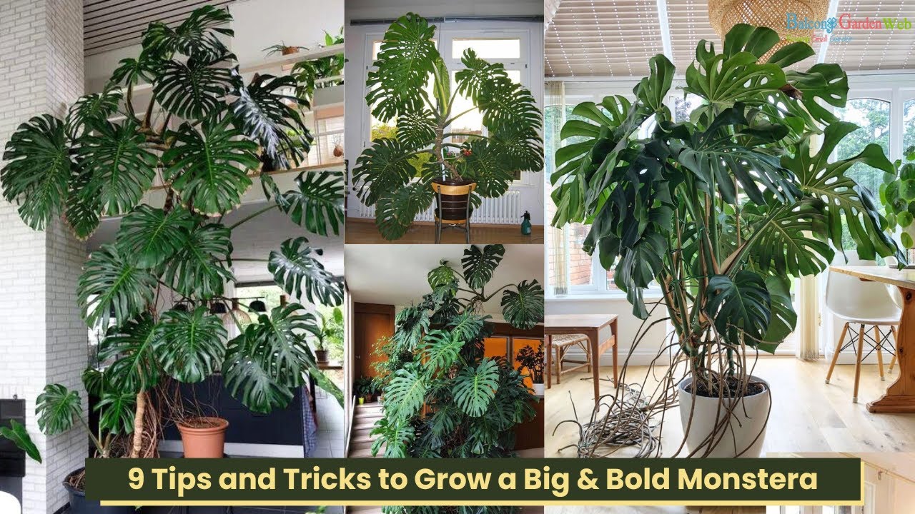 How to grow a big and bold monstera with 9 simple tips
