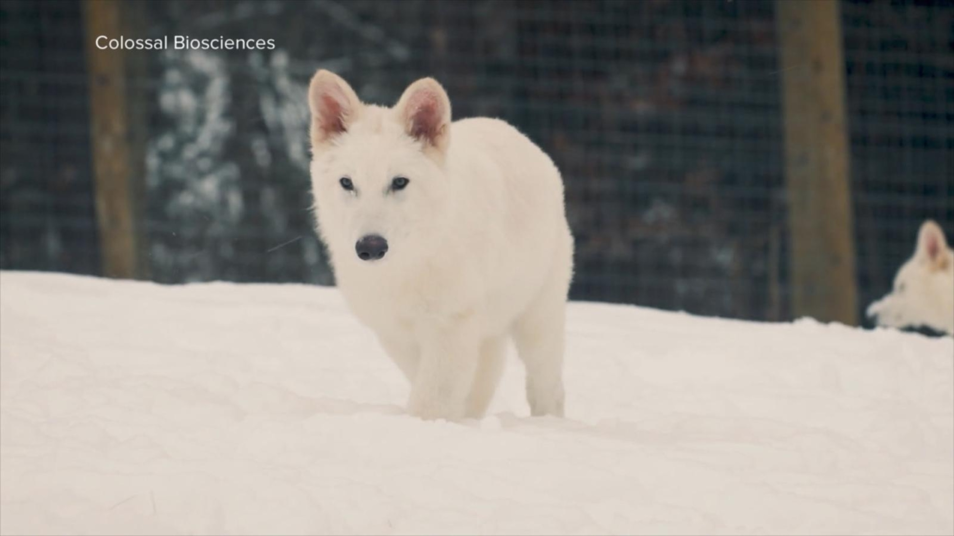 Inside the Dire Wolf lab