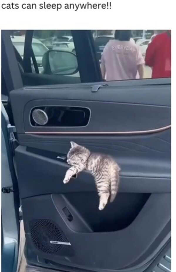 40 Funny Cat Memes That Are Basically Catnip For Your Brain