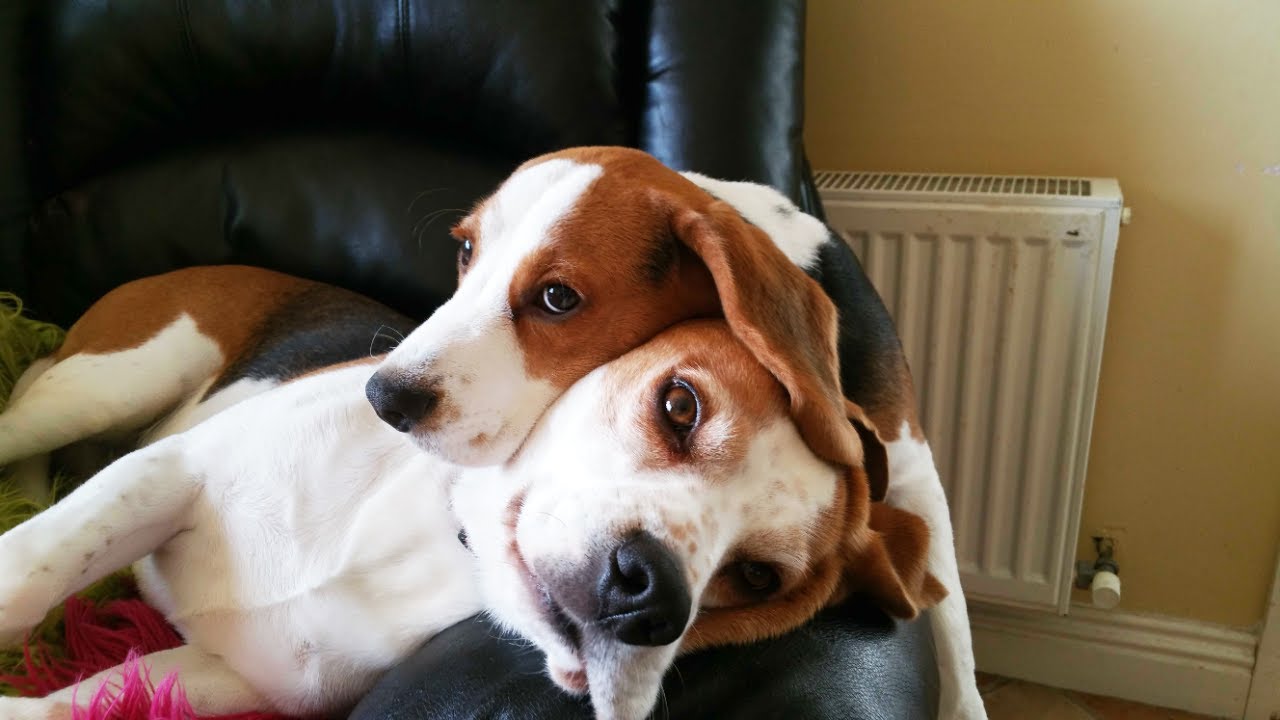 Puppy and dog become best friends in heartwarming story