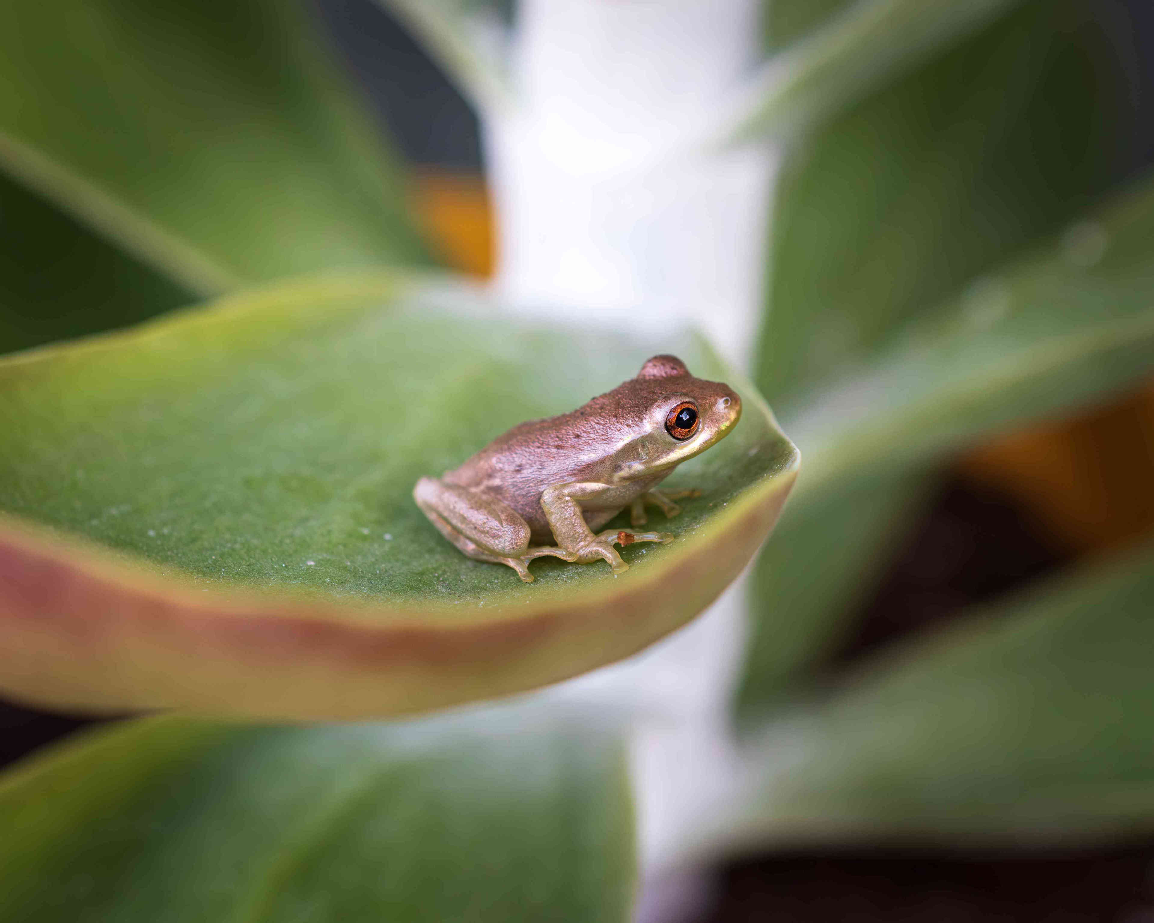 Beware Of This Invasive Frog That Could Be Lurking In Your Yard