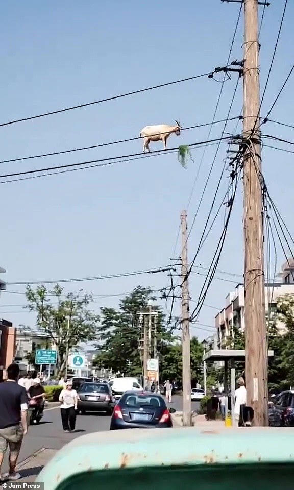 Unbelievable moment goat balances on power line to reach snack