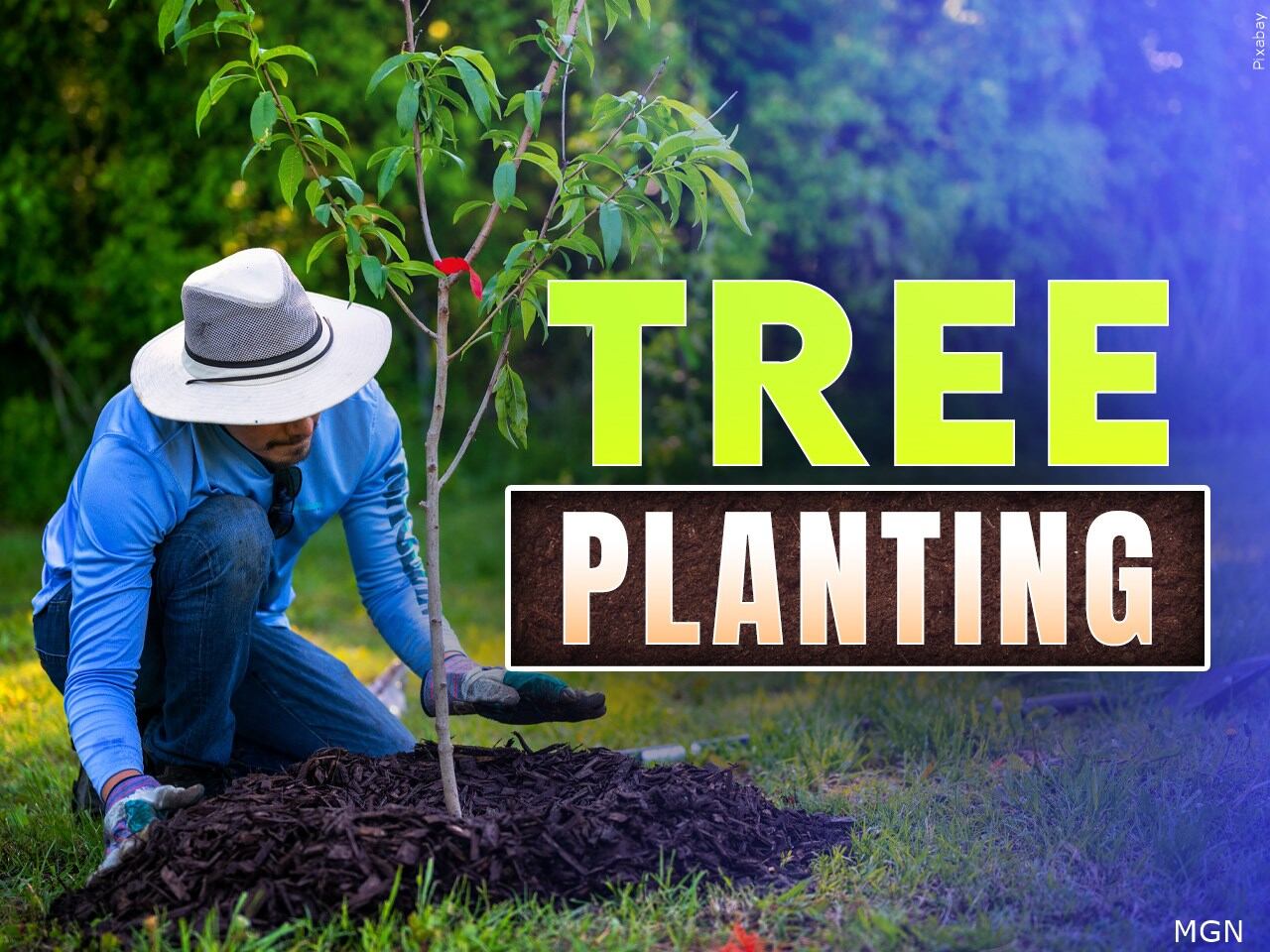 Beloit residents can now request trees be planted on their property