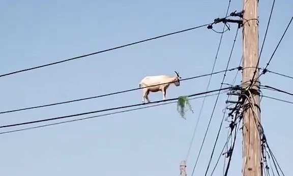 Unbelievable moment goat balances on power line to reach snack