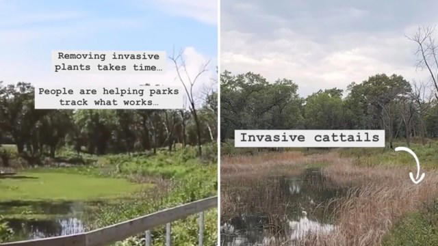 Incredible three-year timelapse video shows stunning impact of lakeside ...