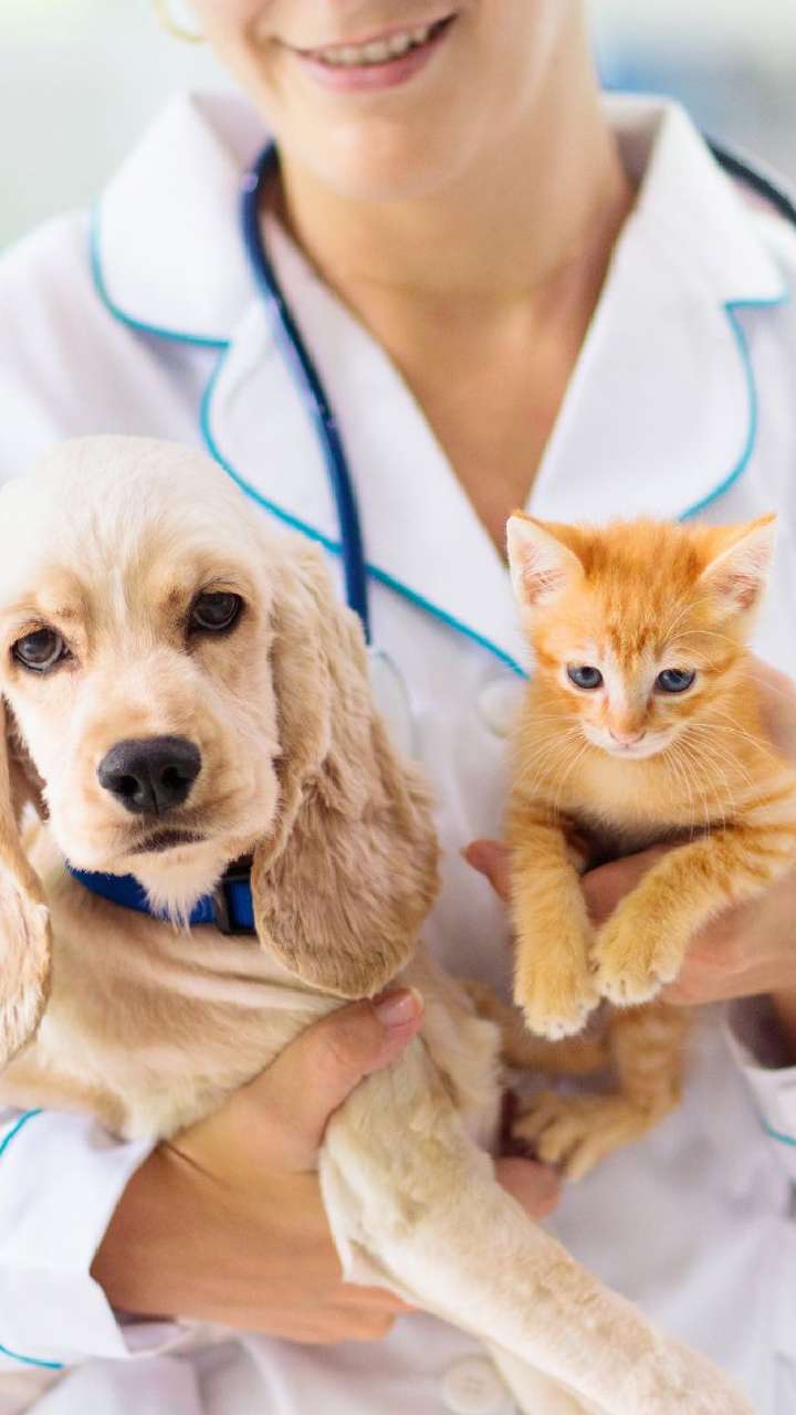 5 Intelligent Animals You Can Keep As A Pet In India