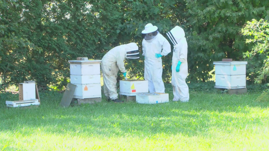 Bee deaths reach historic high: What does this mean for Central IL?