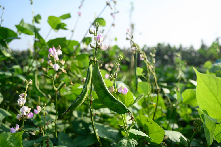 Gum containing bean powder can reduce transmission of flu, herpes ...