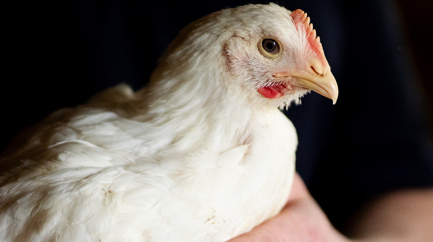 Waitrose launches chicken welfare labels with 100% BCC compliance