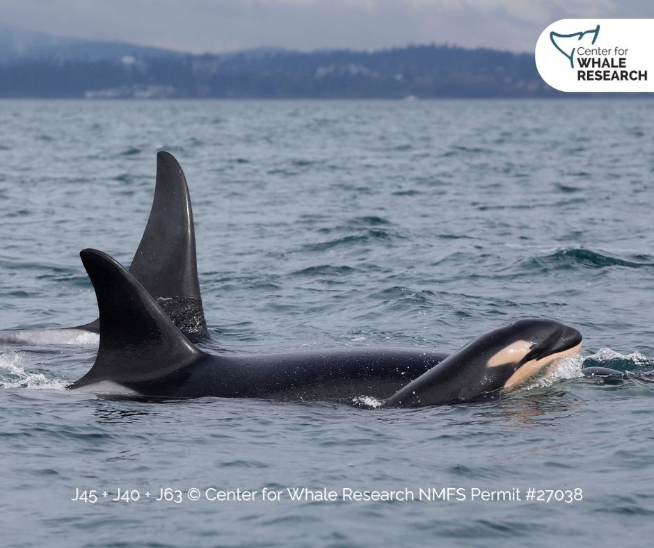 J-Pod welcomes new orca calf, ‘a sign of hope’ for endangered southern ...
