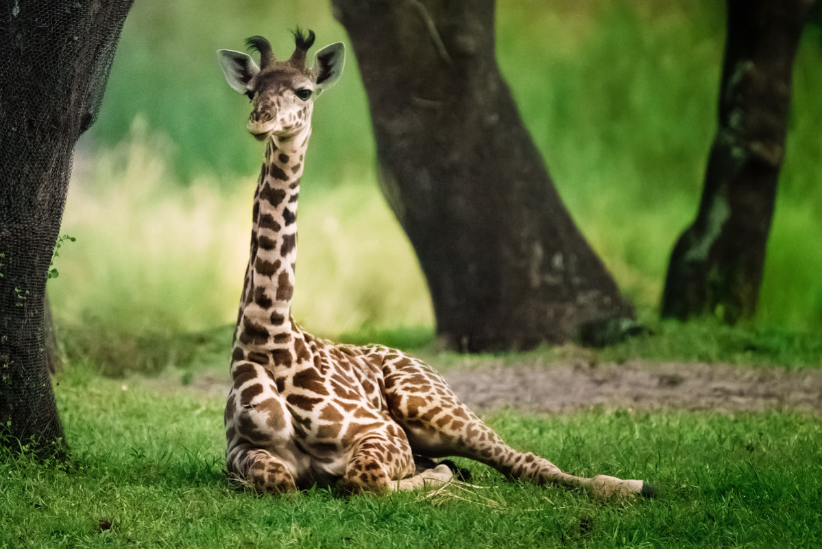 New Baby Giraffe Just Arrived at Disney's Animal Kingdom and Everyone's ...