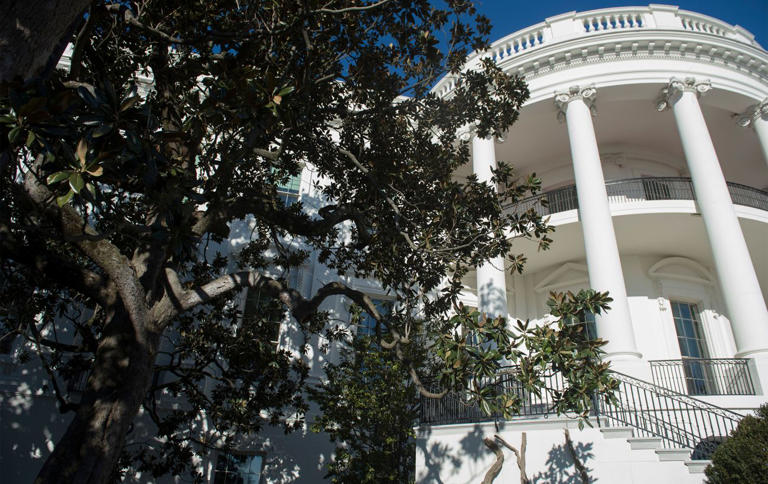 Trump to plant new tree at the White House after historic magnolia removal
