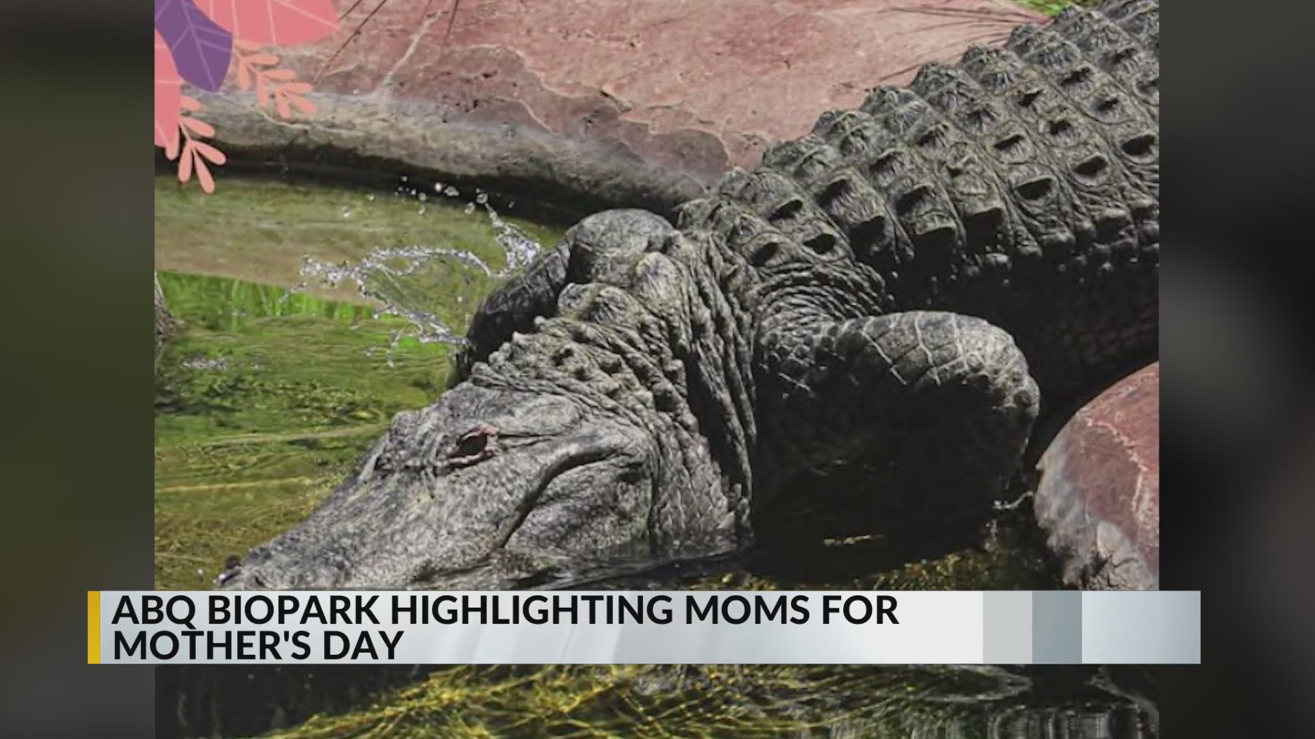 ABQ BioPark highlighting mom's for Mother's Day