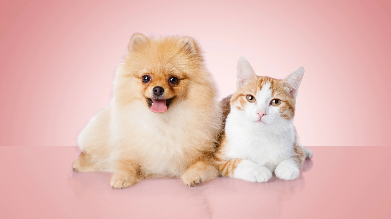 Best pet insurance companies of 2026
