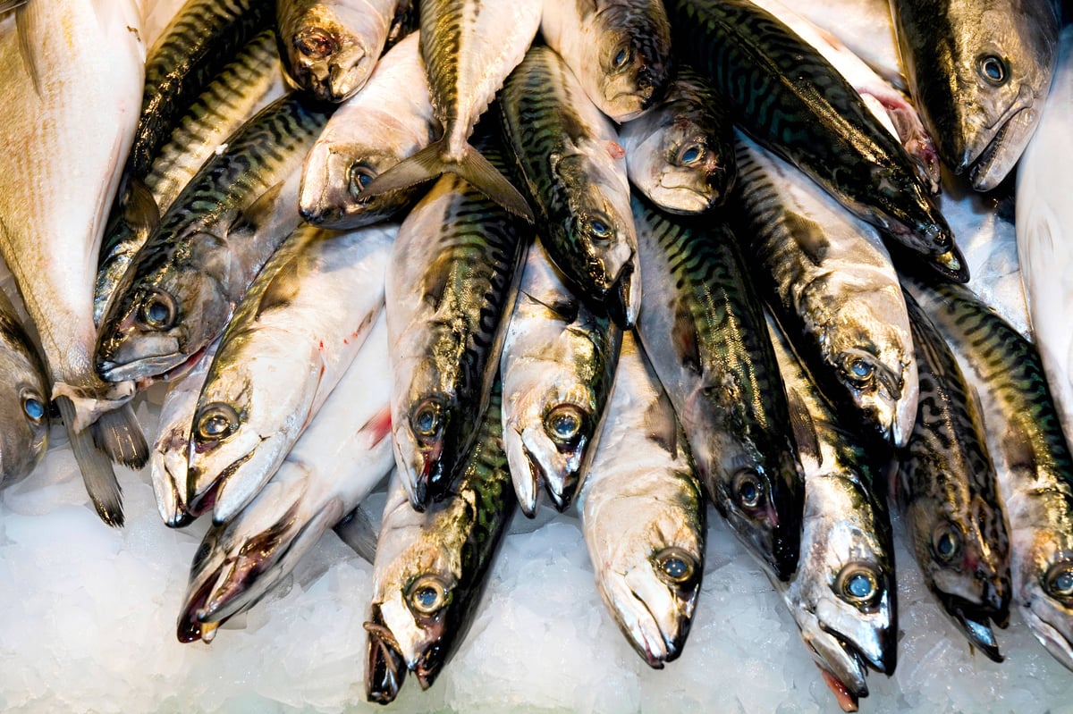 Mackerel slips further down the sustainability scale in latest ‘good ...