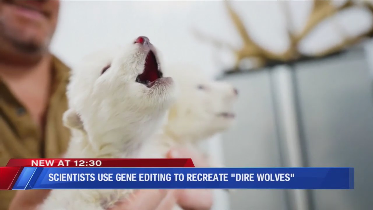 Scientists use gene editing to recreate 'Dire Wolves'