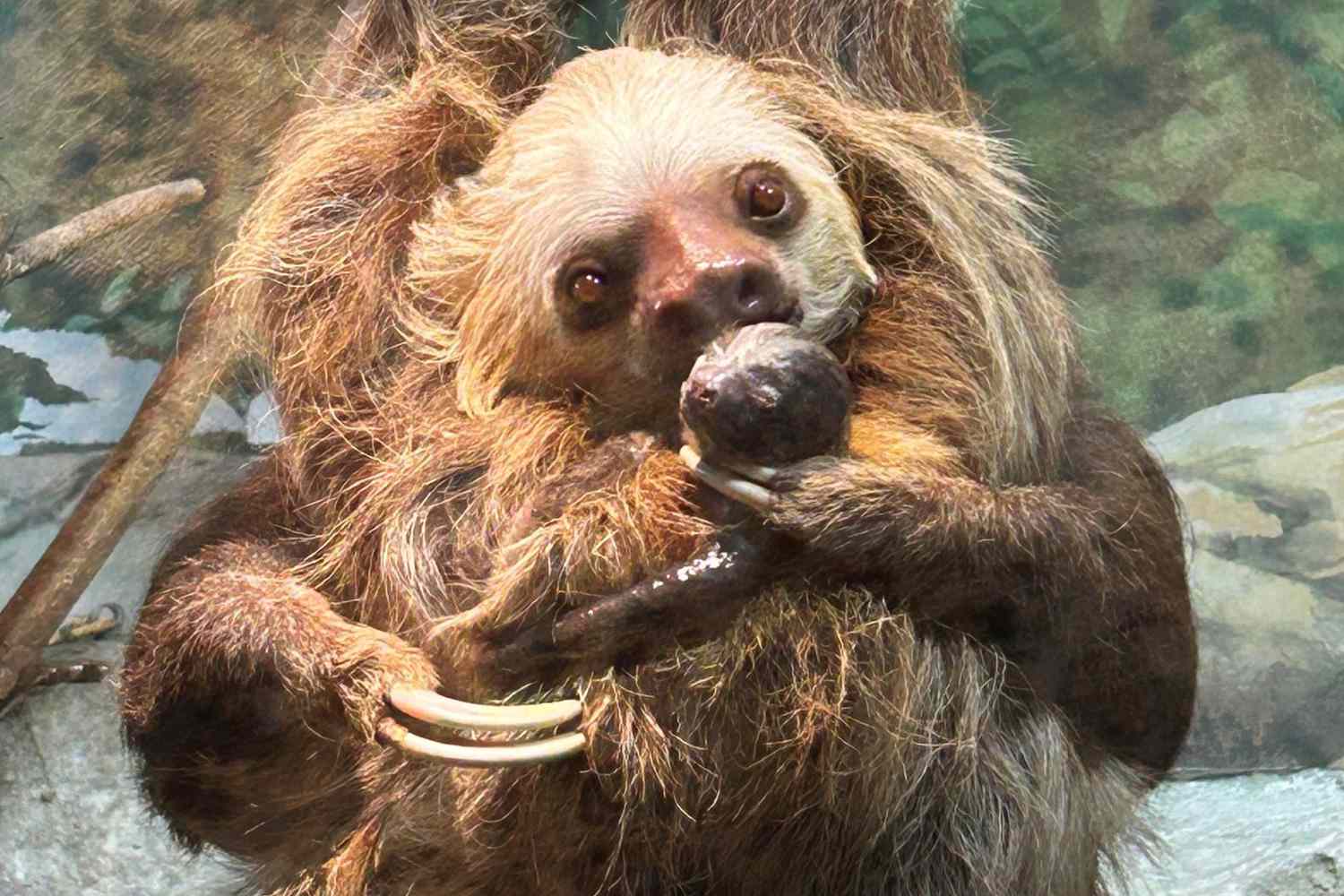 Sloth Gives Surprise Birth at Minnesota Zoo: 'It Was a Truly Special ...