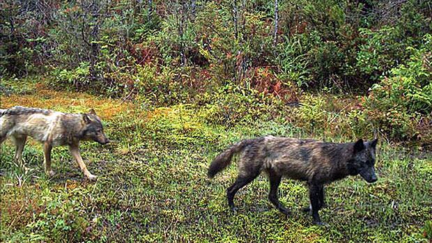 Pet owners warned after report of wolves chasing dog on southern ...