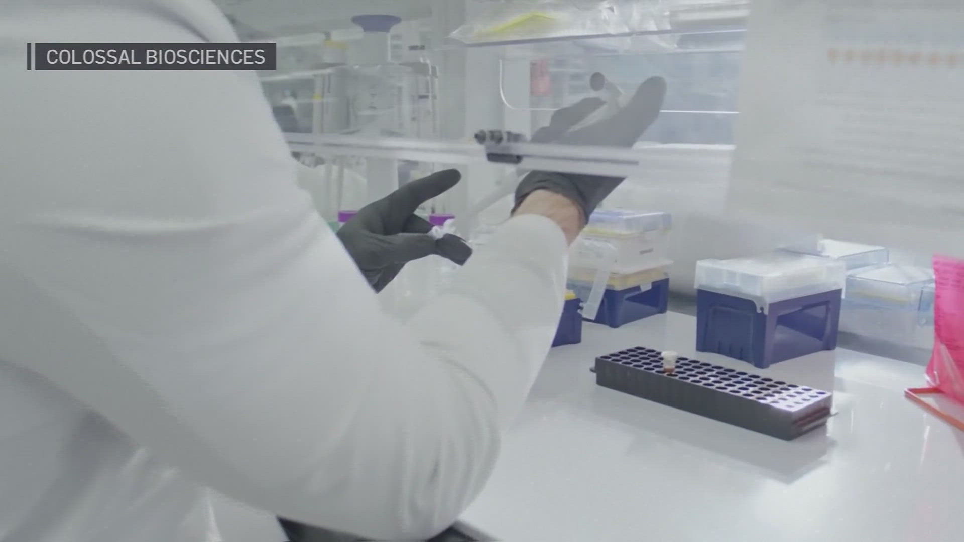 Bioscience company looks to bring once-extinct animals back to life