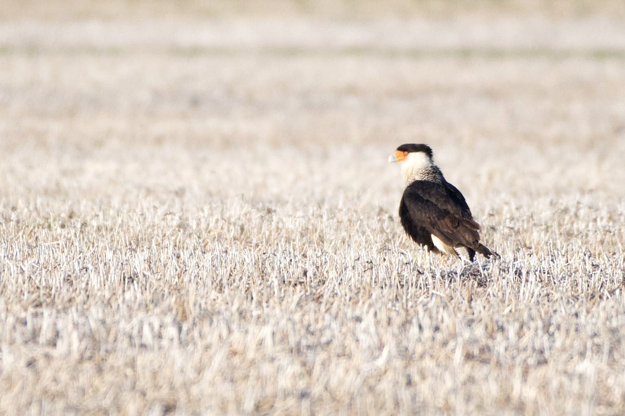 This rare bird has been spotted in Windsor-Essex