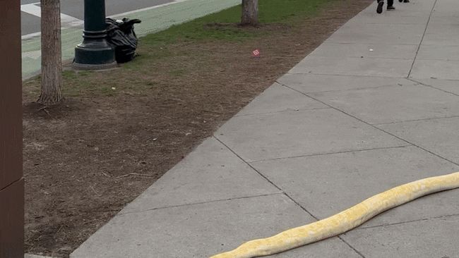 'Wildest City Ever': Tourists Startled by Snake on Philadelphia Sidewalk