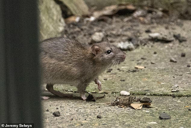 Now campaigners want to change the definition of RAT in the dictionary