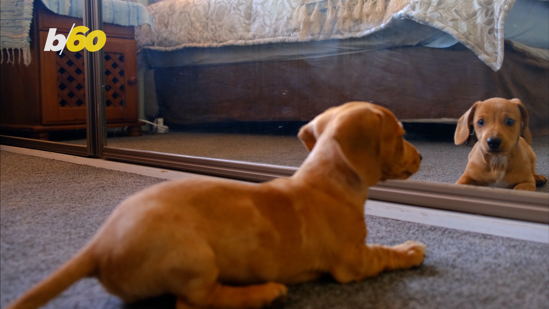 Know Your Pup! A Dog’s Wagging Tail Doesn’t Always Mean It’s Happy