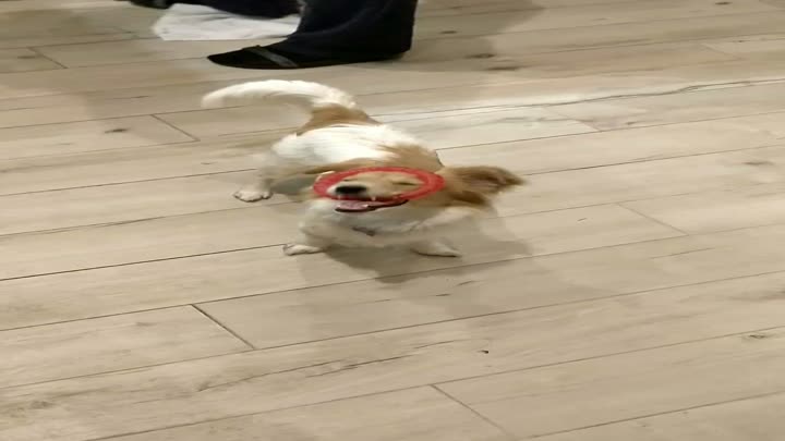 This Dog’s Chew Toy Face Is Too Funny to Miss