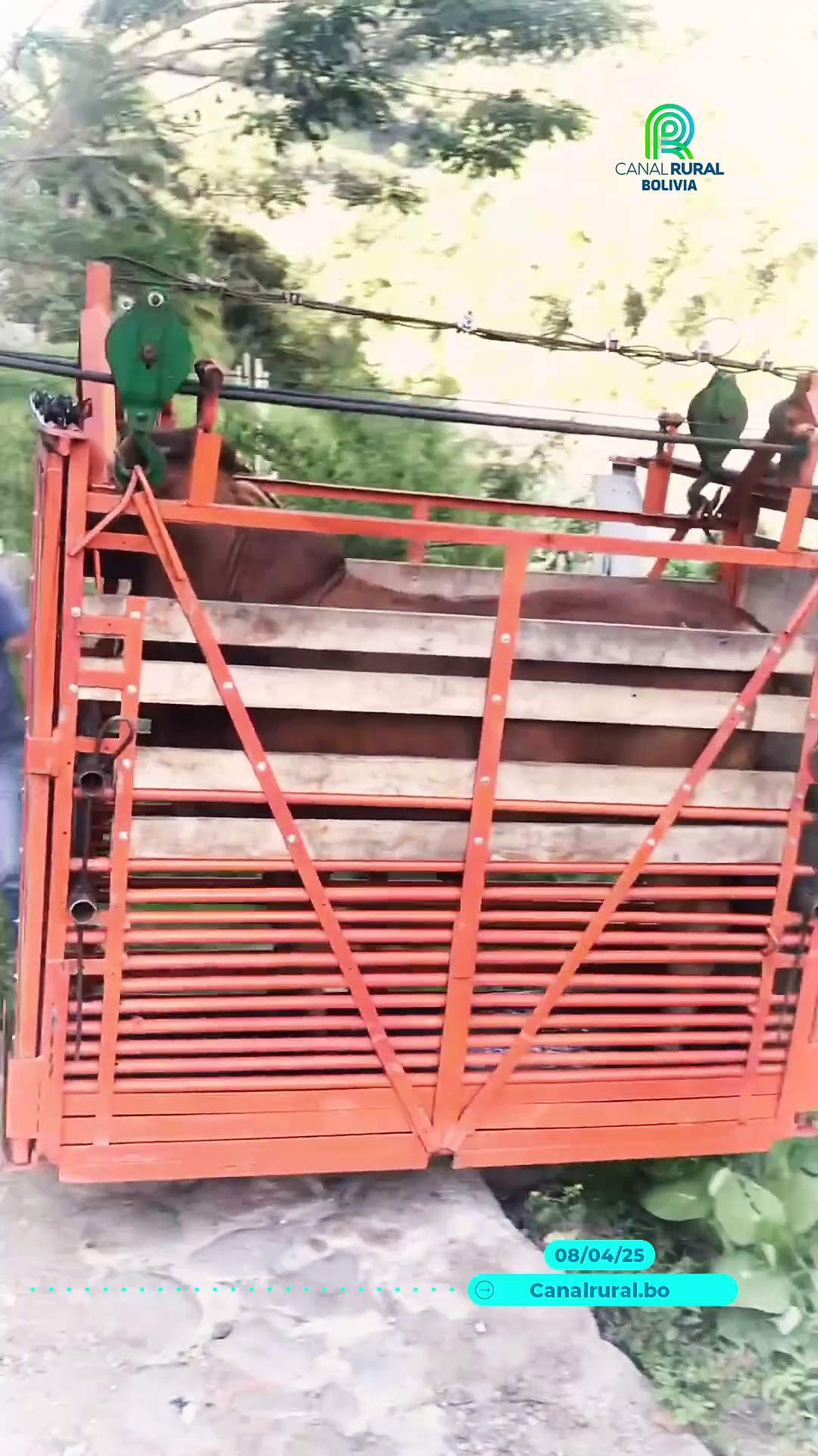 🚠🐄 Un teleférico que transporta ganado en Colombia