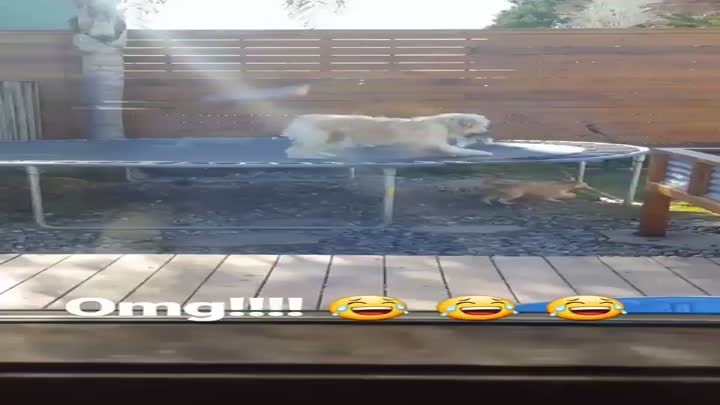 Trampoline Time Turns Dogs Into Goofy Acrobats