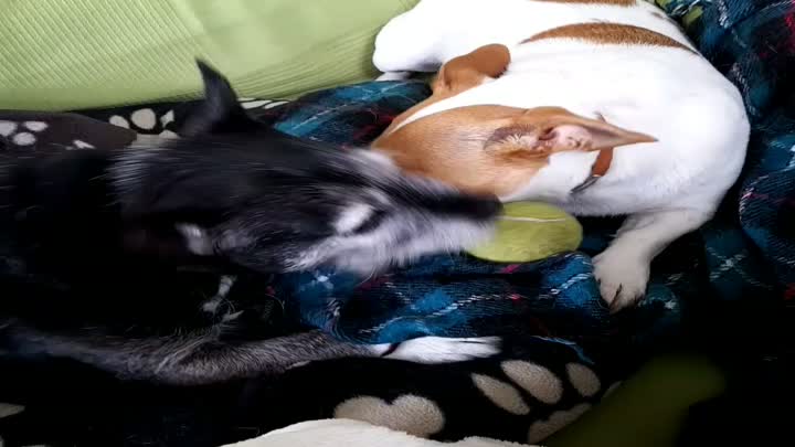 Tiny Dog Feud Gets Real — Who Will Win This Growl-Off?