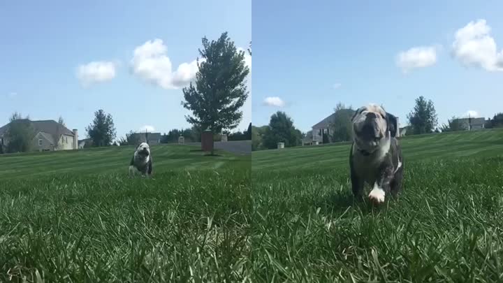 Bulldog’s Slow-Mo Run to the Camera Is Epic Cuteness