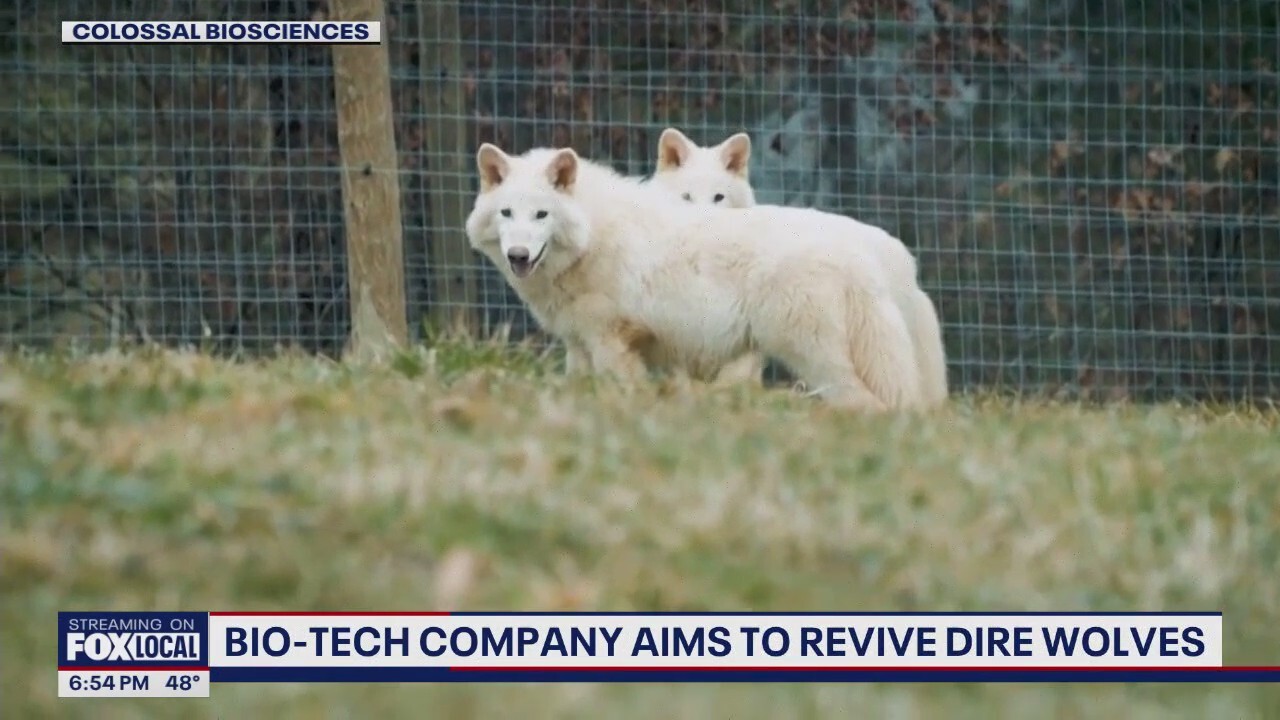 Dire wolves DNA used to revive species