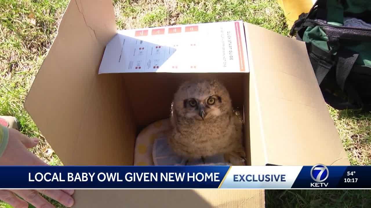 Lincoln raptor rescue hopes orphan owlet is adopted by family of owls