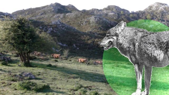 Principado y Defensor del Pueblo chocan por el lobo