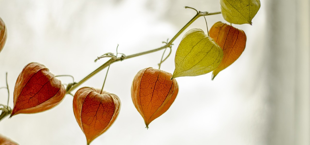 Physalis anpflanzen und pflegen: So wächst die leckere Frucht auch bei dir