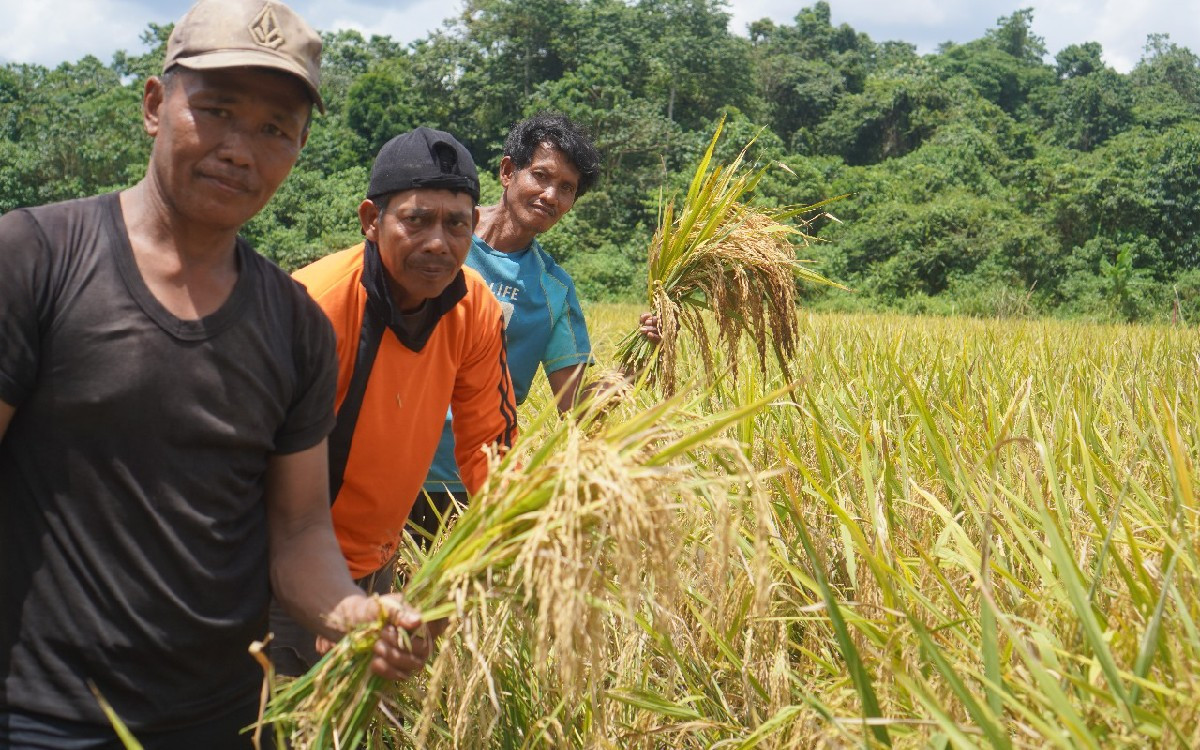 Kelompok Tani Harapan Bersama Panen Padi 5,5 Ton Per Hektare