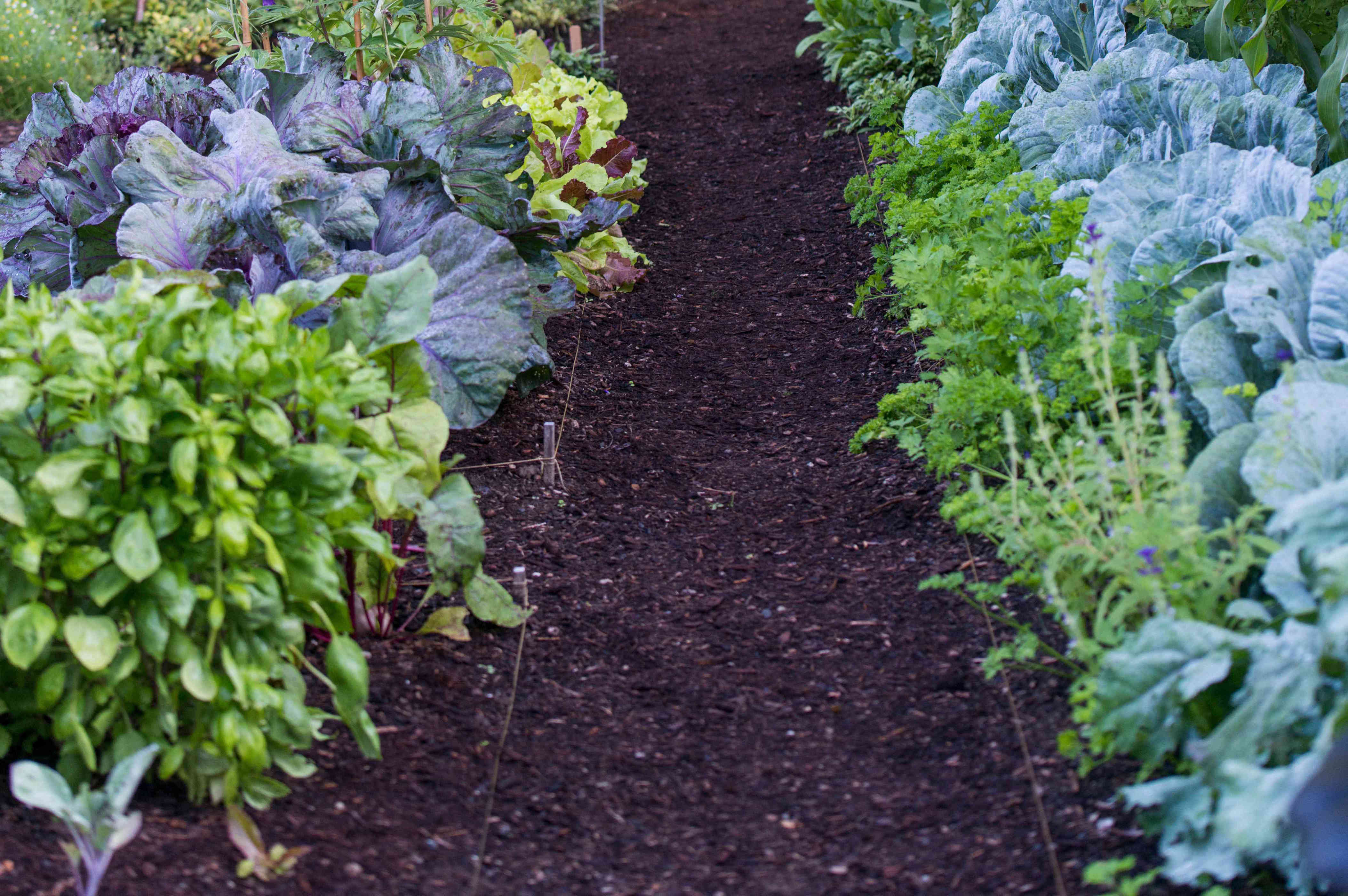 How to Raise pH in Soil with 4 Natural Solutions