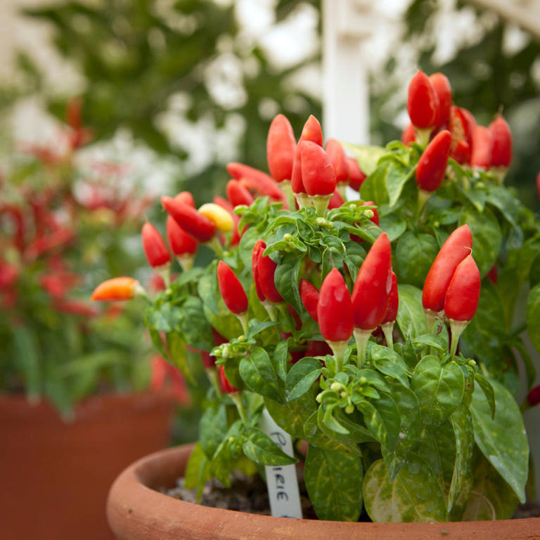Tabletop veg is set to be big this year, according to the RHS – 7 of ...